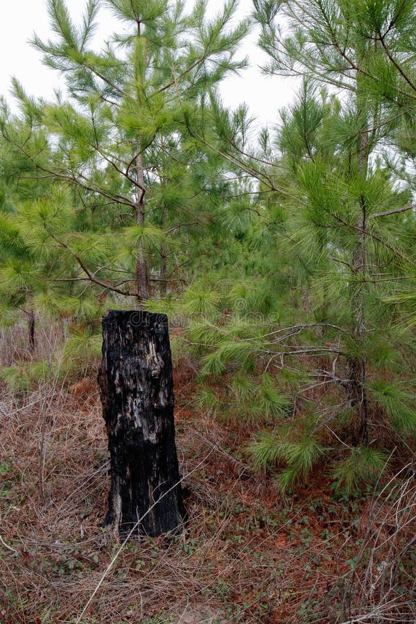 Rebirth of the Forest Charred Stump and New Pine Growth in Bastrop ...