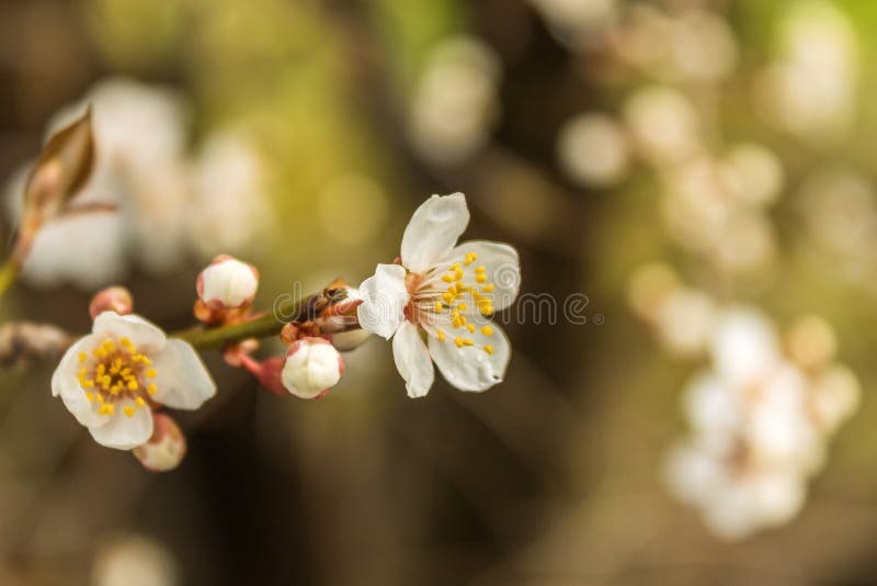 The rebirth of nature stock photo. Image of rebirth - 243698718