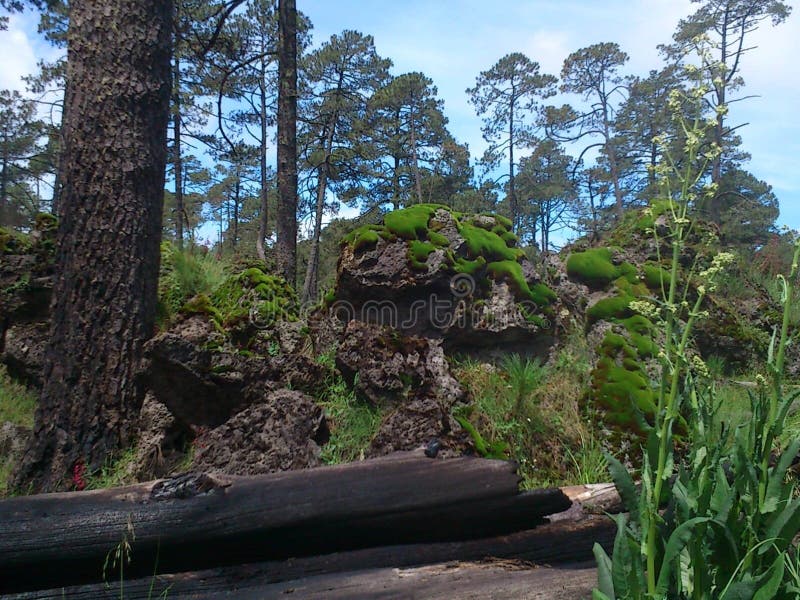 The Rebirth of Nature in a Forest Stock Image - Image of trees, life ...