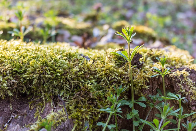 The rebirth of nature stock photo. Image of outdoor - 212510668