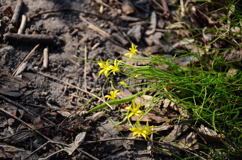 The rebirth stock image. Image of blossom, landscape - 52664727