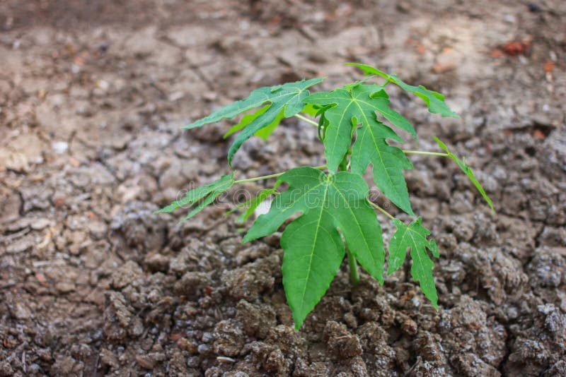 Rebirth of a Tree; a Dead Stump Sitting in a Swampy Lake, Giving Birth ...