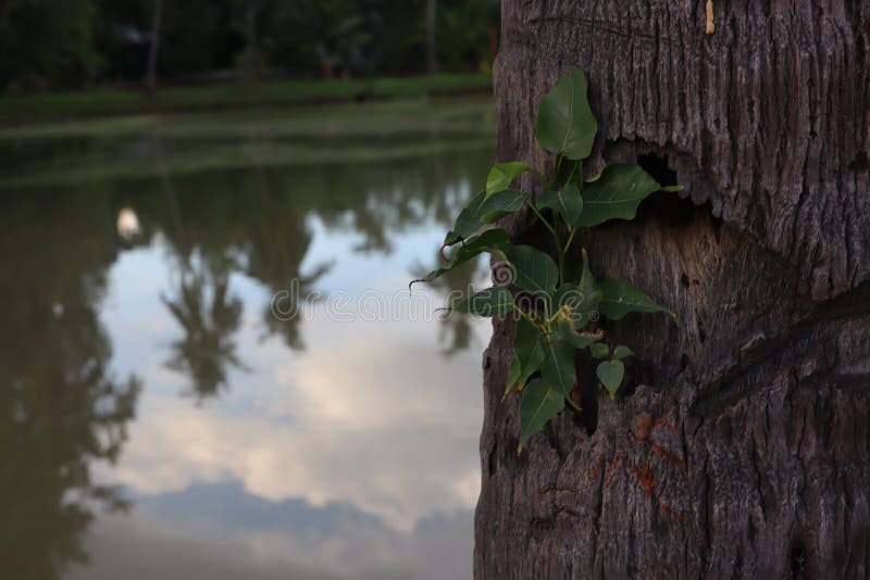 The Rebirth of a Tree that Grew Out of Another Tree. Stock Photo ...