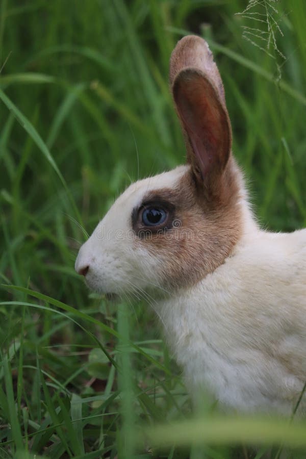 Rebit home pat stock image. Image of mammal, snout, grass - 228227753