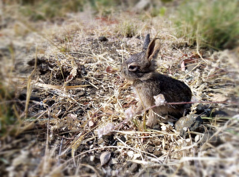 Rebit Stock Photos - Free & Royalty-Free Stock Photos from Dreamstime