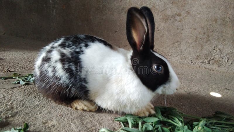 Rebit Stock Photos - Free & Royalty-Free Stock Photos from Dreamstime