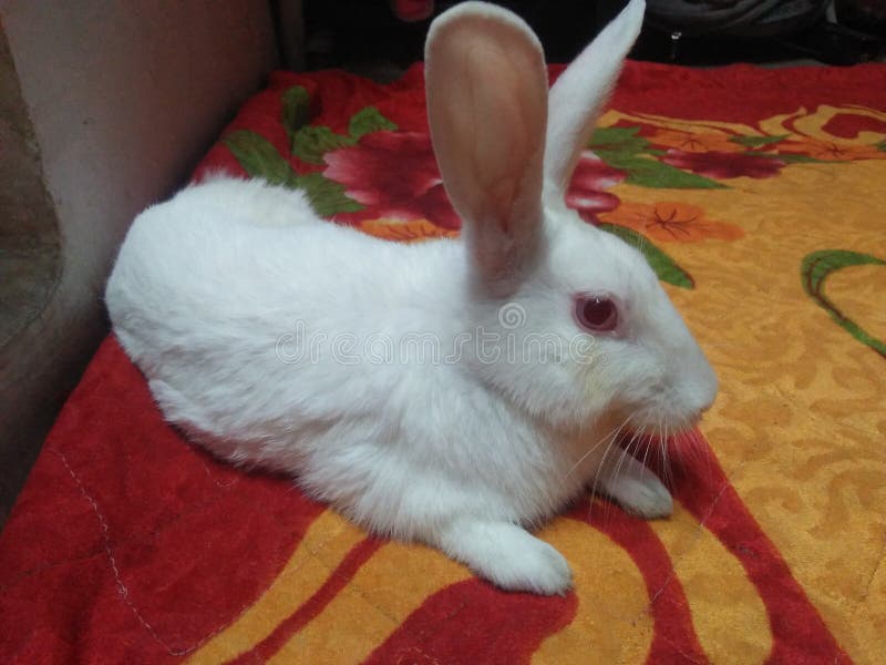 Rebit in my home stock photo. Image of moond, home, rebit - 170213726