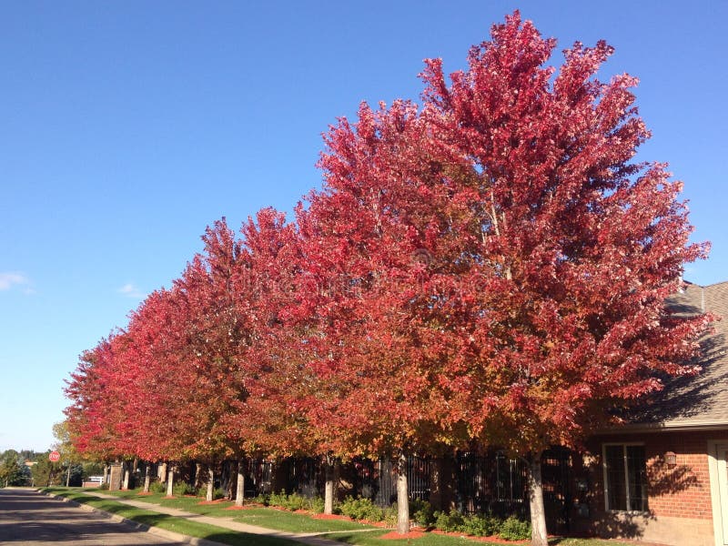 Receding Line of Red Maple Trees Stock Image - Image of contrast, maple ...