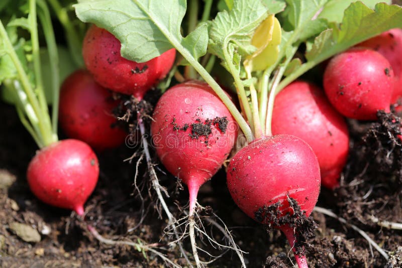 Recentemente Rabanete Com As Folhas Do Verde Na Tabela Vista Superior ...