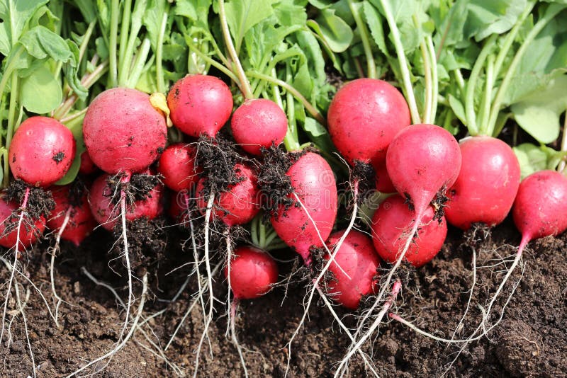 Recentemente Rabanete Com As Folhas Do Verde Na Tabela Vista Superior ...