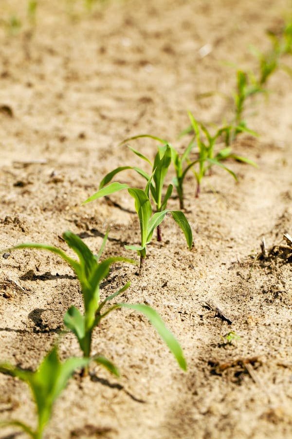 Young corn stock photo. Image of corn, farm, field, plant - 30029122