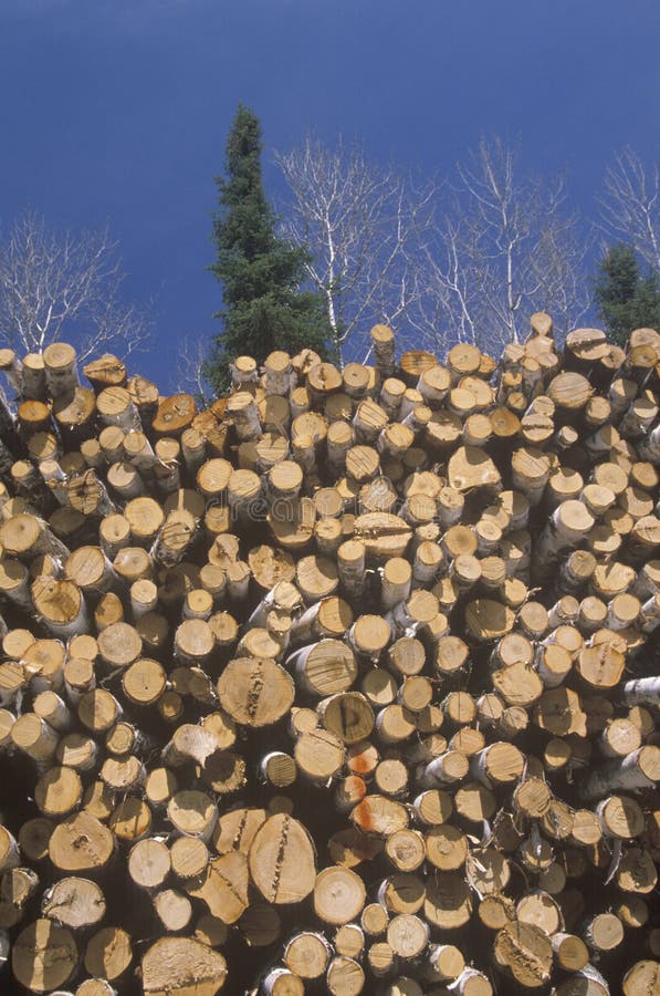 Recently Cut Logs Awaiting Processing Stock Image - Image of forest ...