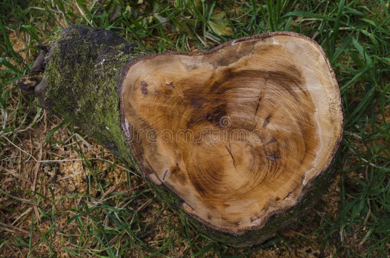 Recently Cut Tree Trunk Showing Rings and Saw Marks Stock Image - Image ...