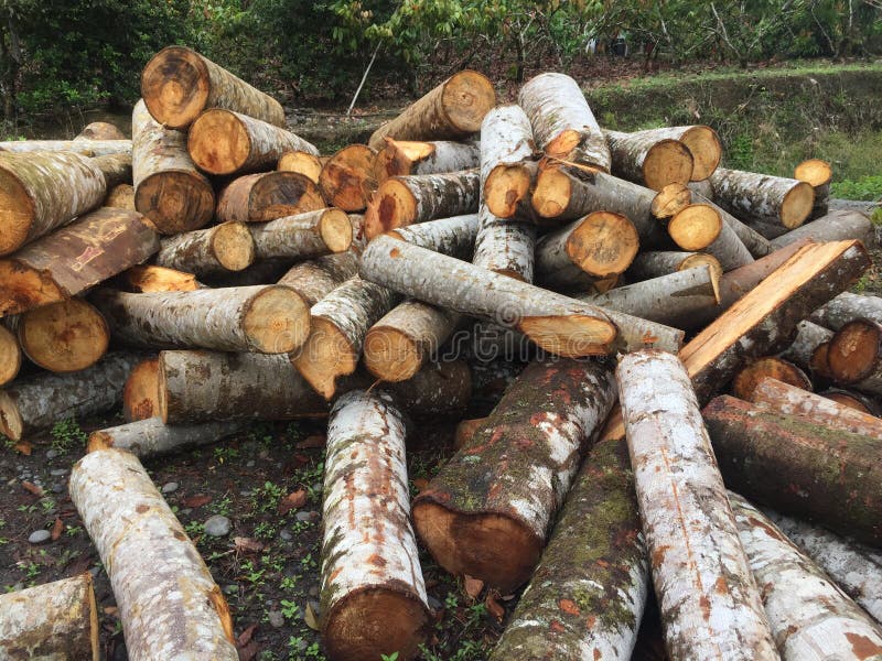 Recently Cut Trunks All Thrown Carelessly on a Big Pile Stock Photo ...