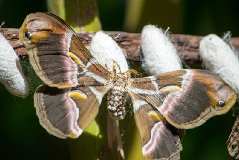 Moth alongside cocoon stock photo. Image of famous, column - 106606568
