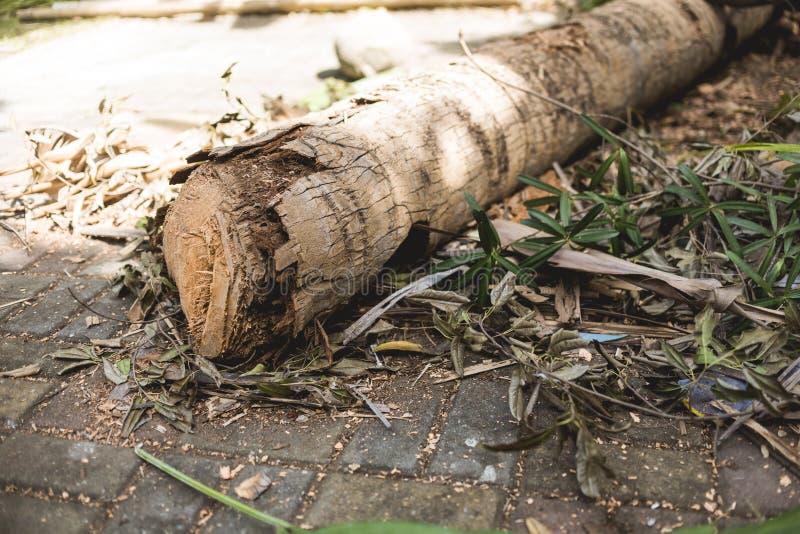 A Recently Fallen Coconut Tree Trunk on the Ground. Tree Felling with ...