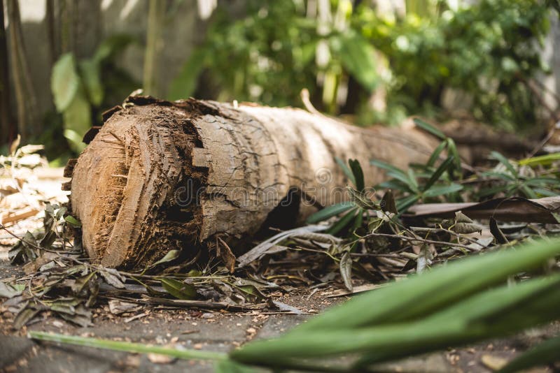 A Recently Fallen Coconut Tree Trunk on the Ground. Tree Felling with ...