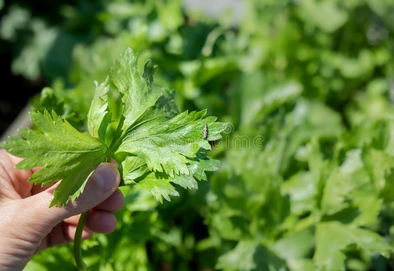 Ladybug Larvae or Nymph on Celery Leaf Held by a Hand. Stock Photo ...