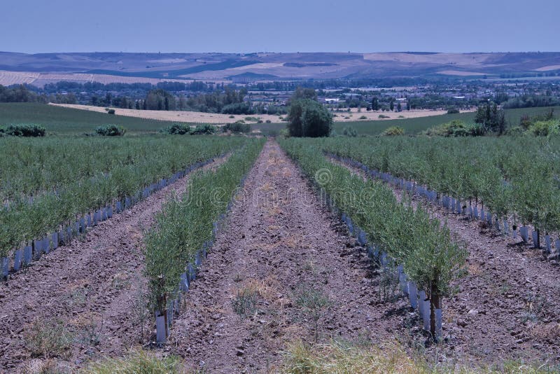 Recently Planted Olive Grove in Parallel Lines with Mountains on the ...