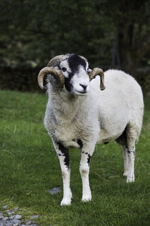 998 Domesticated Ram Stock Photos - Free & Royalty-Free Stock Photos ...