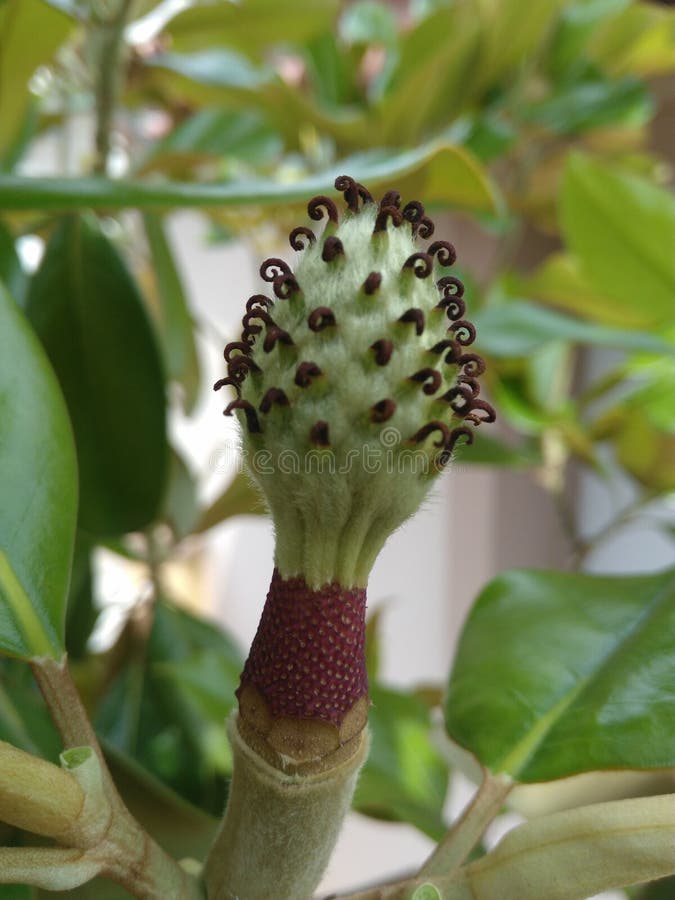 Receptacle Magnolia Flower. Stock Image - Image of petals, magnolia ...