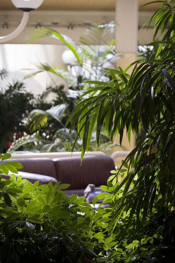 4+ Reception area plant Free Stock Photos - StockFreeImages