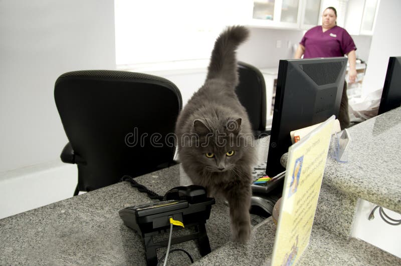 Vets Reception Stock Photos - Free & Royalty-Free Stock Photos from ...