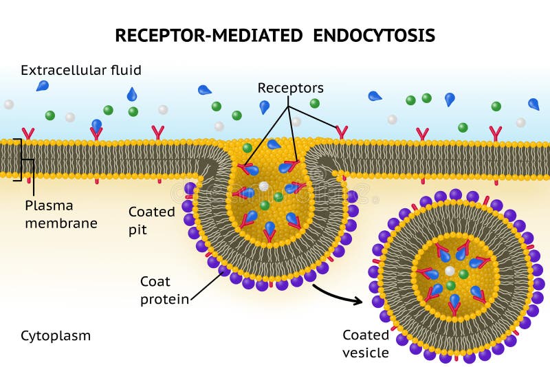 Receptor Mediated Endocytosis Endocytosis And Internalization Potency