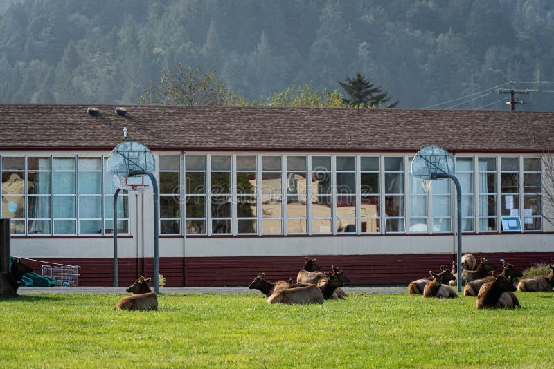 Recess for the Roosevelts editorial image. Image of american - 203932895