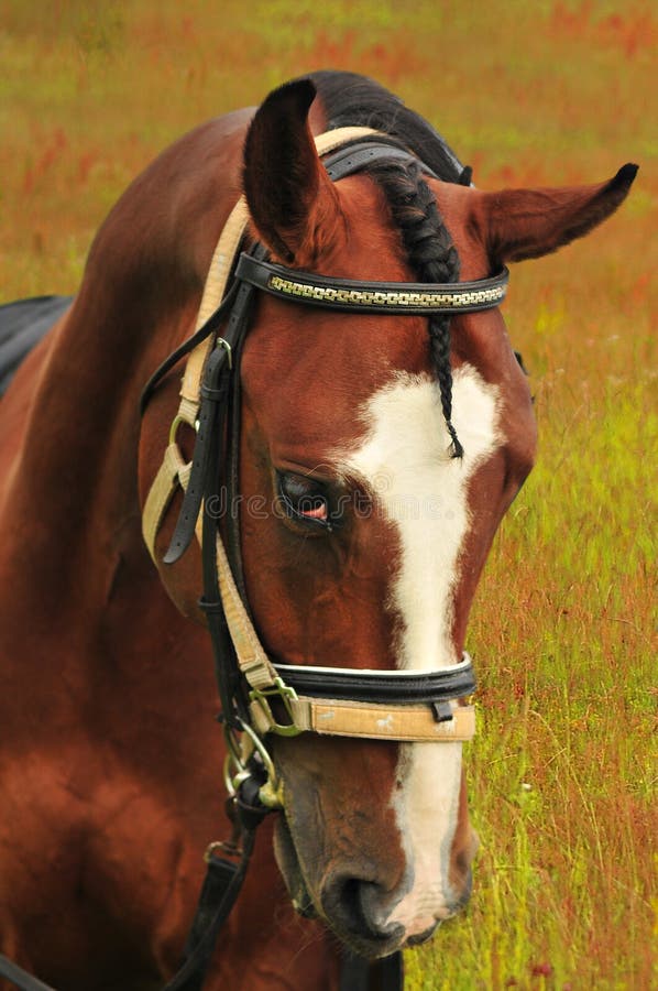 Recherche du cheval brun image stock. Image du jardin - 11997105