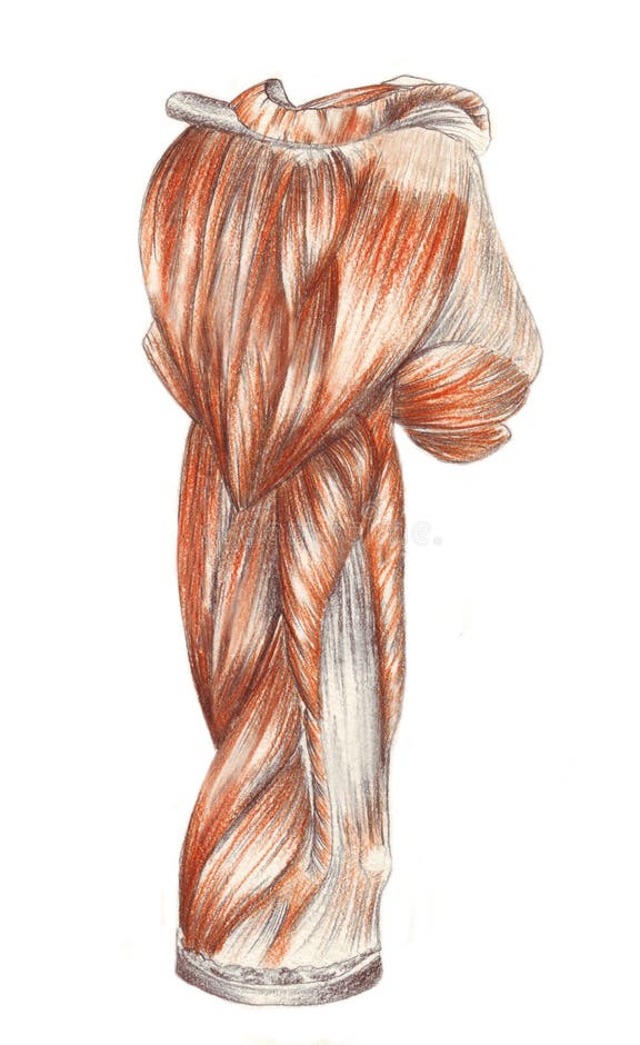 Rechter Arm - Muskeln stock abbildung. Illustration von abbildung ...