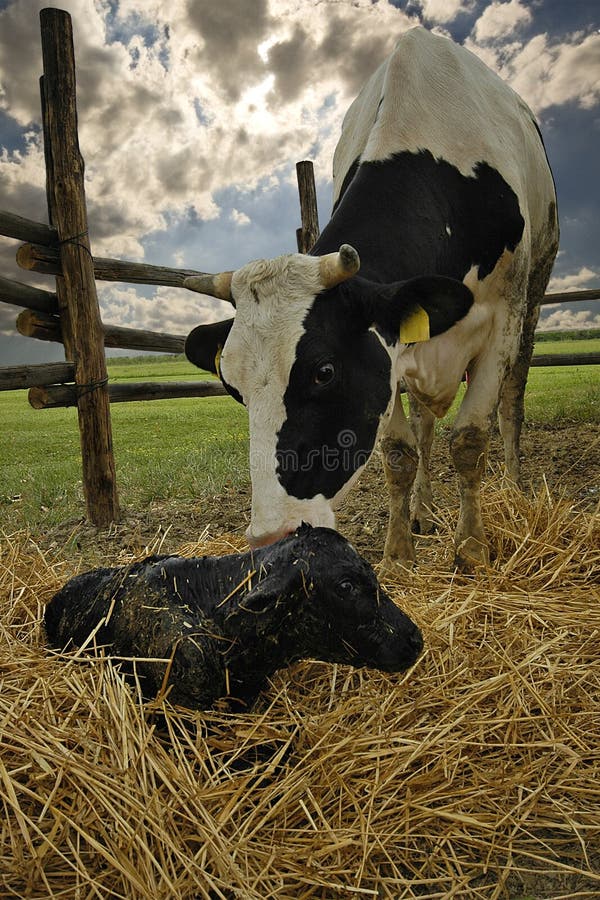 Recién nacido foto de archivo. Imagen de europa, animales - 3280518