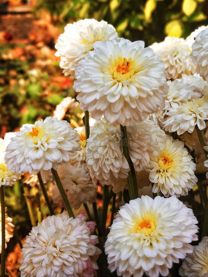 1,396 Fower Fotos - Libres de Derechos y Gratuitas de Dreamstime