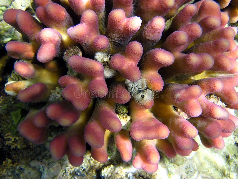 Recife coral cor-de-rosa imagem de stock. Imagem de marinho - 14205727