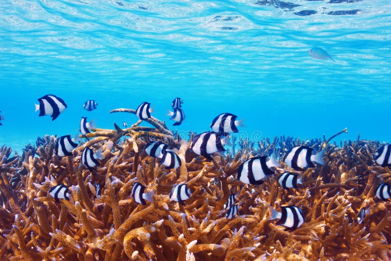 Recife De Corais Em Maldivas Foto de Stock - Imagem de paisagem ...
