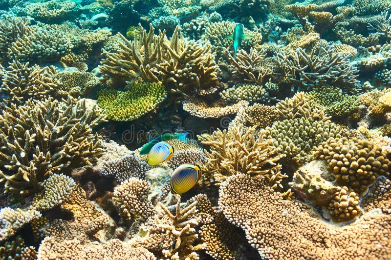 Recife De Corais Em Maldivas Foto de Stock - Imagem de recife, duro ...