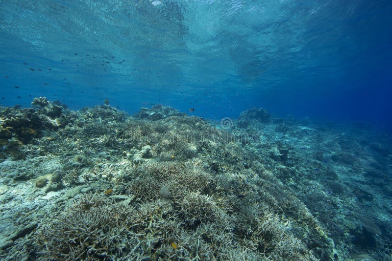 Recife De Corais No Oceano Tropical Foto de Stock - Imagem de console ...
