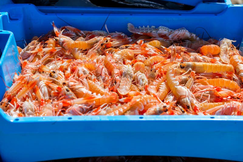 Recipienti Di Plastica Blu Con Il Fermo Dei Gamberetti Del Mare ...