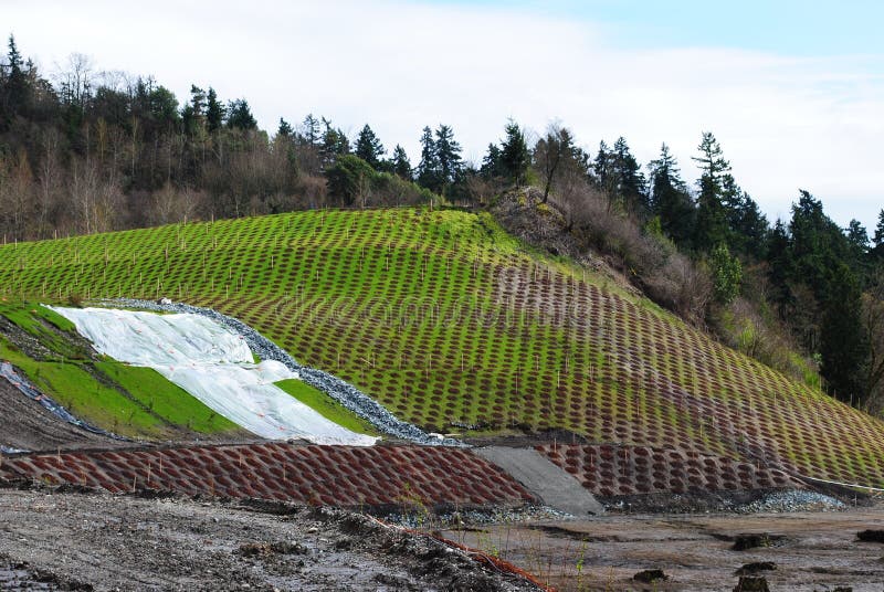 Reclaimed Land stock image. Image of enviroment, plants - 19064239