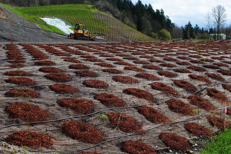 Reclamation stock photo. Image of removal, planting, enviroment - 19064224