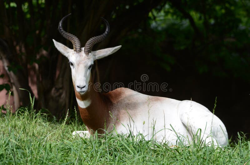 Reclining addra stock photo. Image of brown, white, ungulate - 25633360