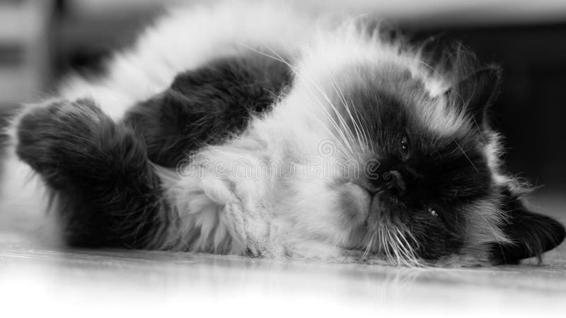 Reclining cat stock image. Image of nature, reclining - 96436079