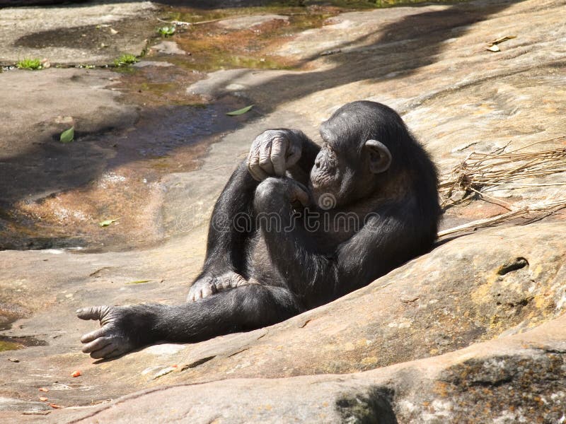 Sad chimp stock photo. Image of trees, eyes, grass, friends - 11403480