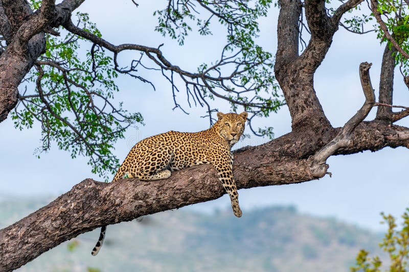 Reclining Leopard- Kruger Park Stock Photo - Image of carnivore, danger ...