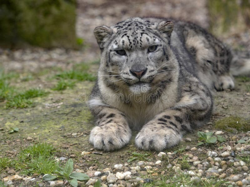Reclining Male Snow Leopard, Panthera Uncia, Has Massive Front Paws ...