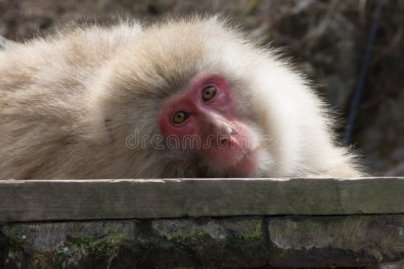 Reclining Snow Monkey Facing Camera Stock Photo - Image of camera ...