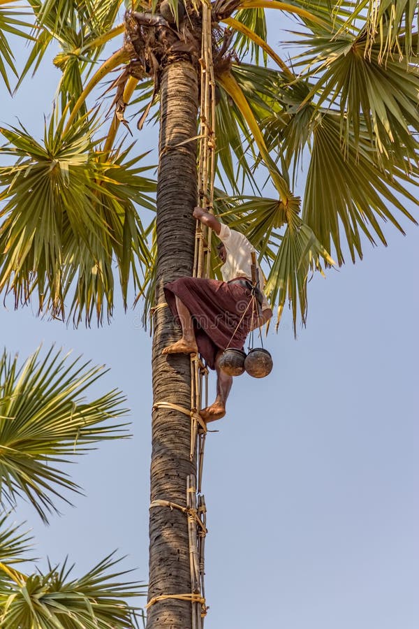 El Hombre Coge El Coco De La Palmera Fotografía editorial - Imagen de ...