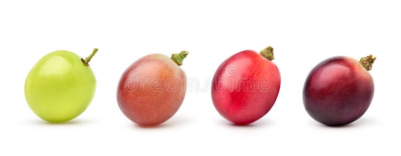 Recogida de cuatro uvas imagen de archivo. Imagen de comer - 227887939