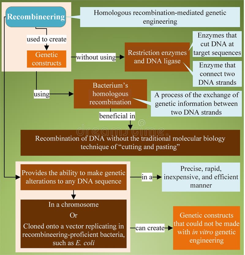 Recombineering - a Technique in Genetic Engineering Stock Illustration ...
