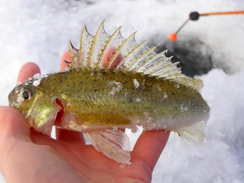 The Record Ruff is Caught 3 Stock Image - Image of food, fishing: 23340619